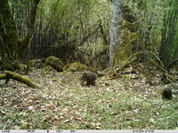 白颊猕猴( Macaca leucogenys )