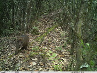 白颊猕猴( Macaca leucogenys )