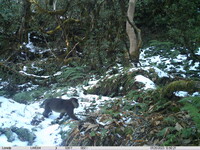 白颊猕猴( Macaca leucogenys )