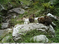 白颊猕猴( Macaca leucogenys )