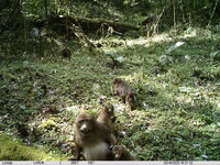 白颊猕猴( Macaca leucogenys )
