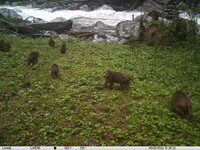 白颊猕猴( Macaca leucogenys )