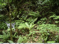 肖氏乌叶猴( Trachypithecus shortridgei )