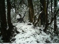 肖氏乌叶猴( Trachypithecus shortridgei )