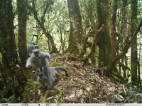 肖氏乌叶猴( Trachypithecus shortridgei )