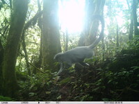 肖氏乌叶猴( Trachypithecus shortridgei )